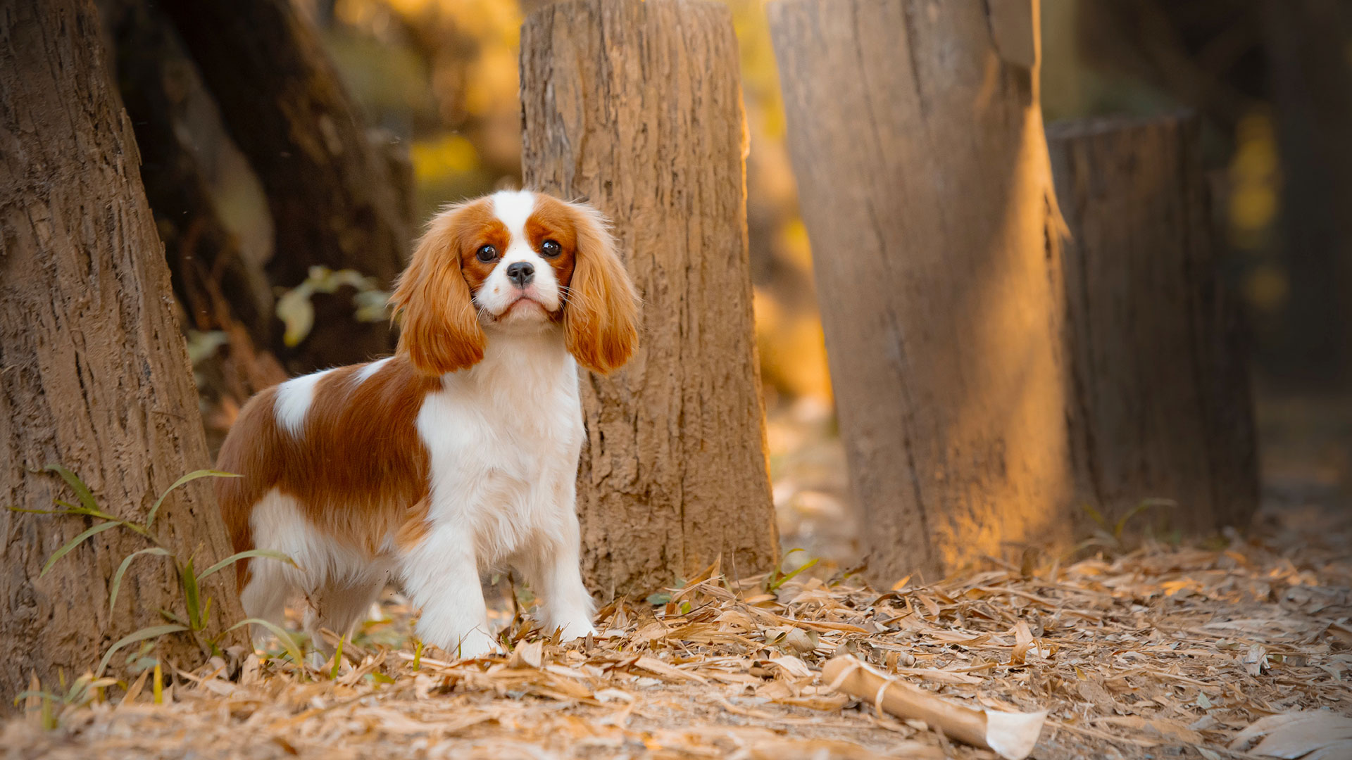 Sobre a Raça - Cavalier King Charles Spaniel: História, Características ...